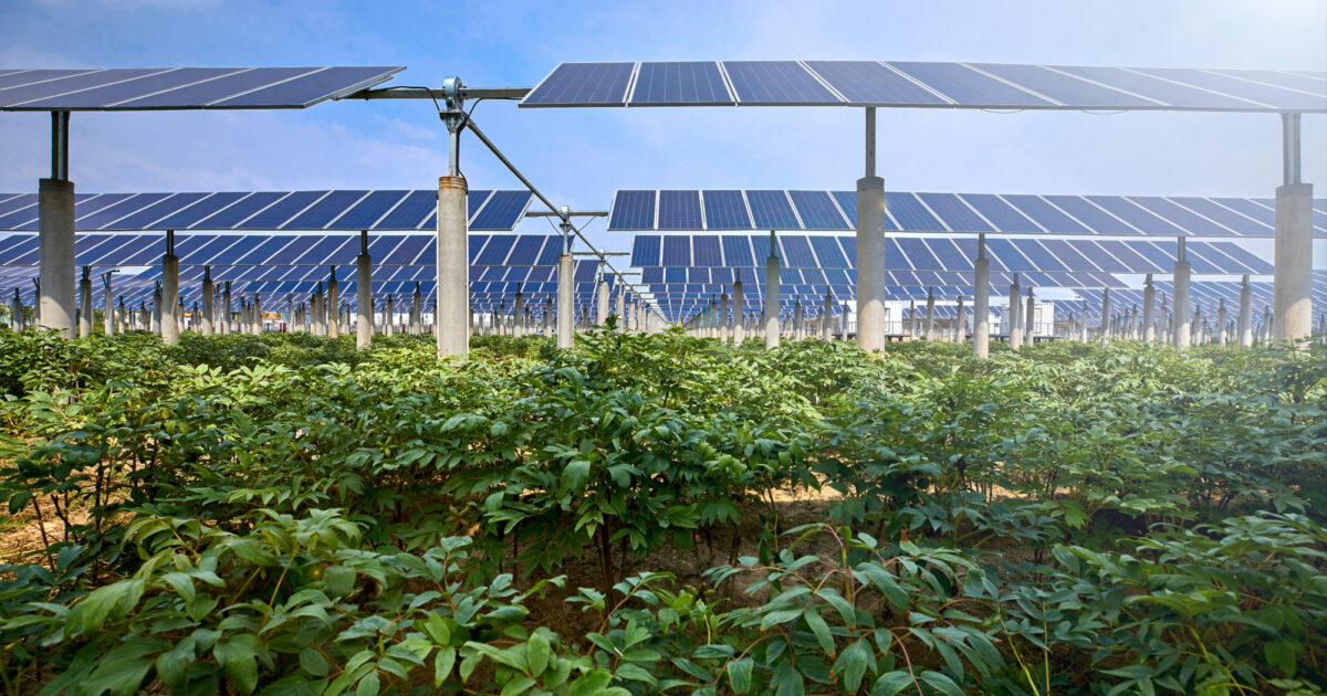 Agri-PV-Anlagen für Oberösterreich | HLK