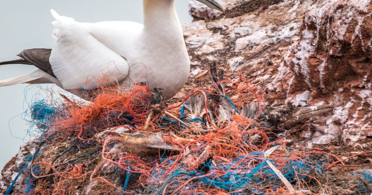 Plastic Oceans Joins Oceans Plastics Charter to Reduce Waste… | WMW
