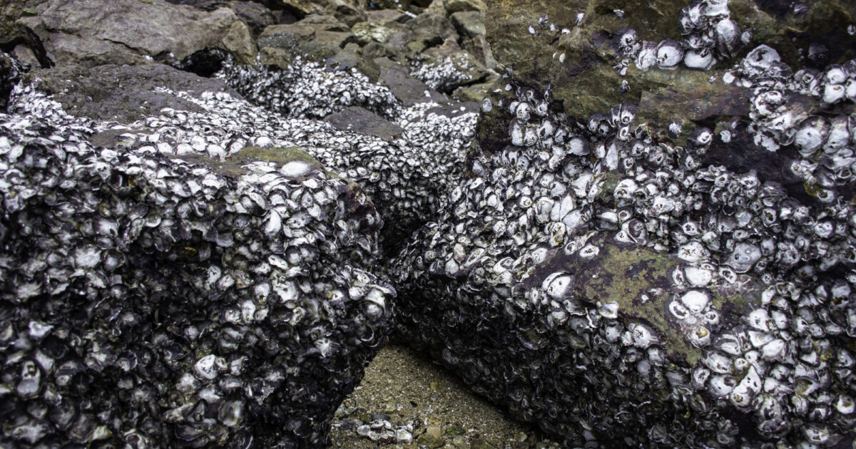 Scotland: Oyster reefs could off-set carbon levels | WMW