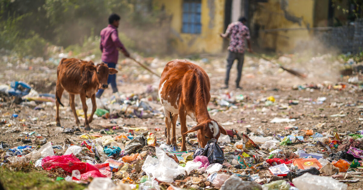 Food waste in India: Prevention strategies and outcomes | WMW